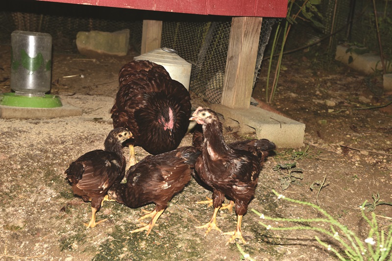 Broody Hens: 5 Types You May Encounter - Hobby Farms