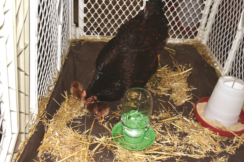 Broody Hens: 5 Types You May Encounter - Hobby Farms