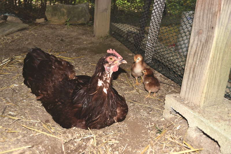 Broody Hens: 5 Types You May Encounter - Hobby Farms