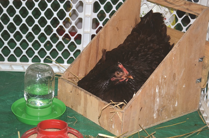 Broody Hens: 5 Types You May Encounter - Hobby Farms