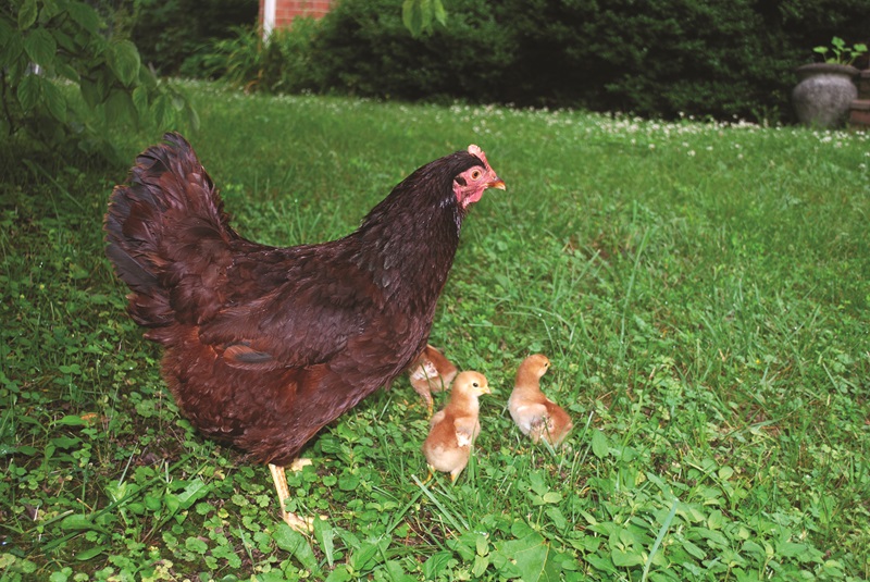 Broody Hens: 5 Types You May Encounter - Hobby Farms