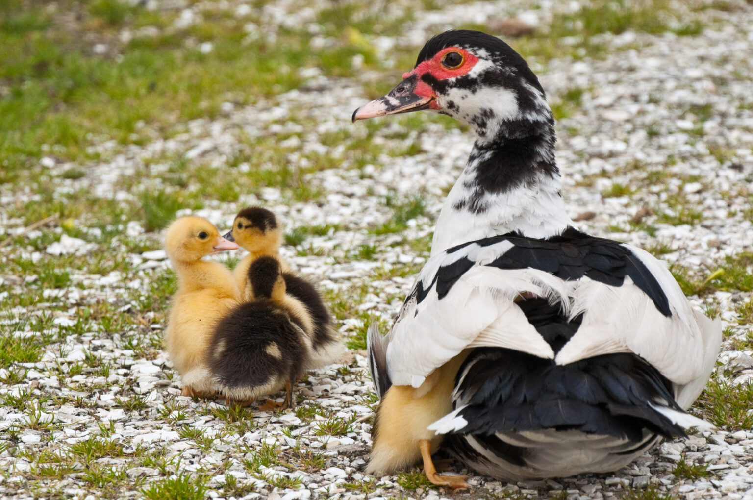 Broody Duck Mamas: Understanding Nesting Instincts - Hobby Farms