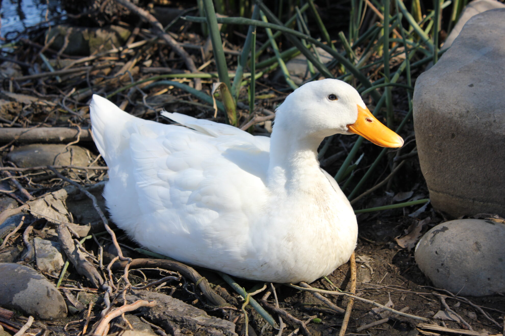 Broody Duck Mamas: Understanding Nesting Instincts - Hobby Farms