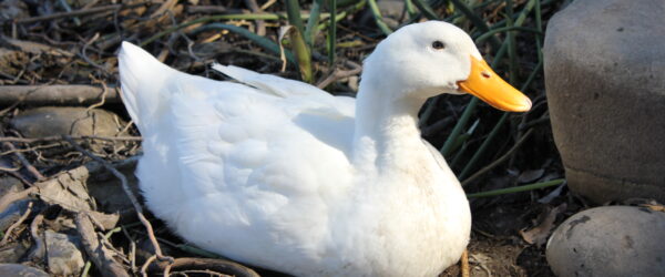 Broody Duck Mamas: Understanding Nesting Instincts - Hobby Farms