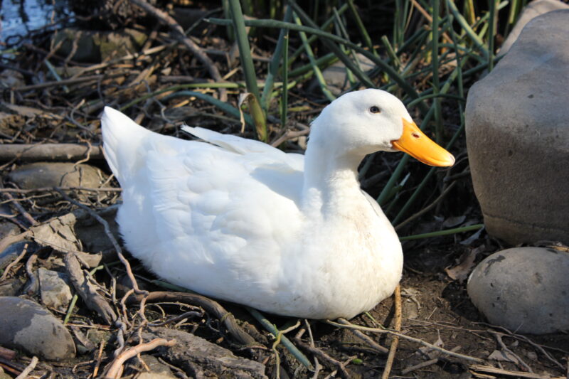 Broody Duck Mamas: Understanding Nesting Instincts - Hobby Farms