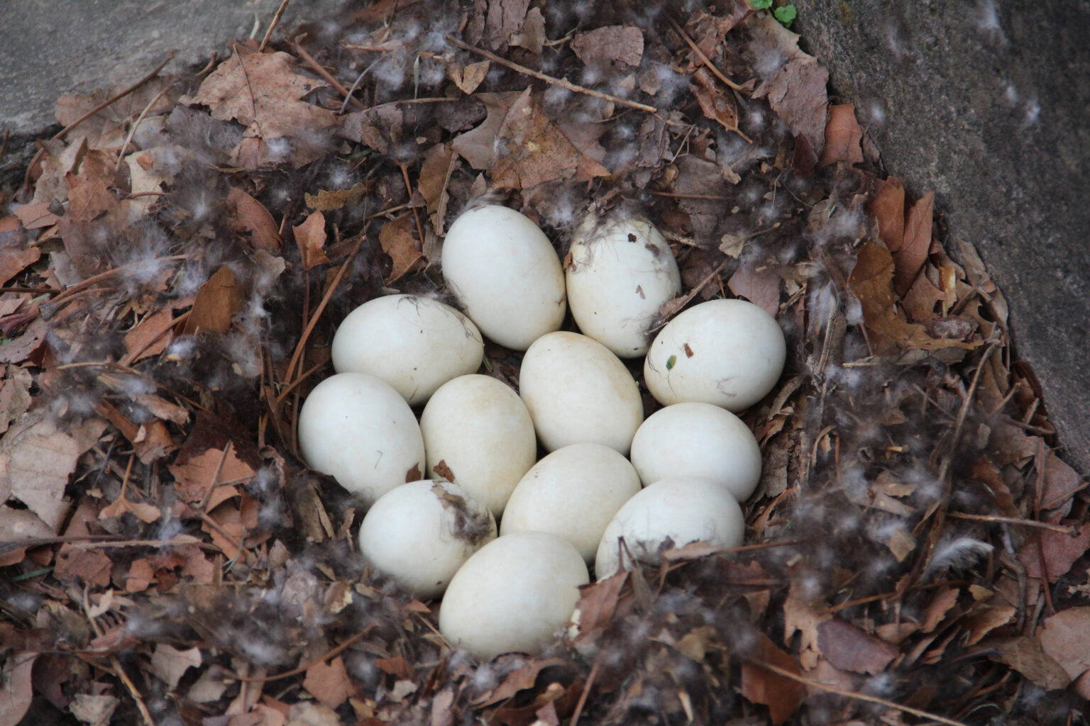 Broody Duck Mamas: Understanding Nesting Instincts - Hobby Farms