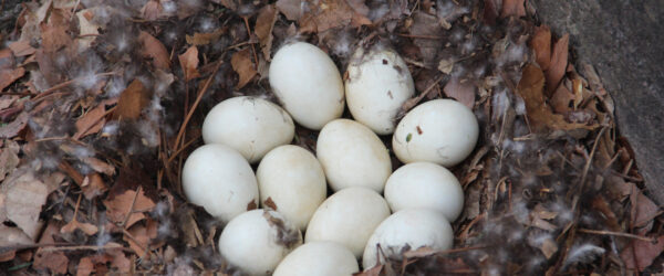 Broody Duck Mamas: Understanding Nesting Instincts - Hobby Farms