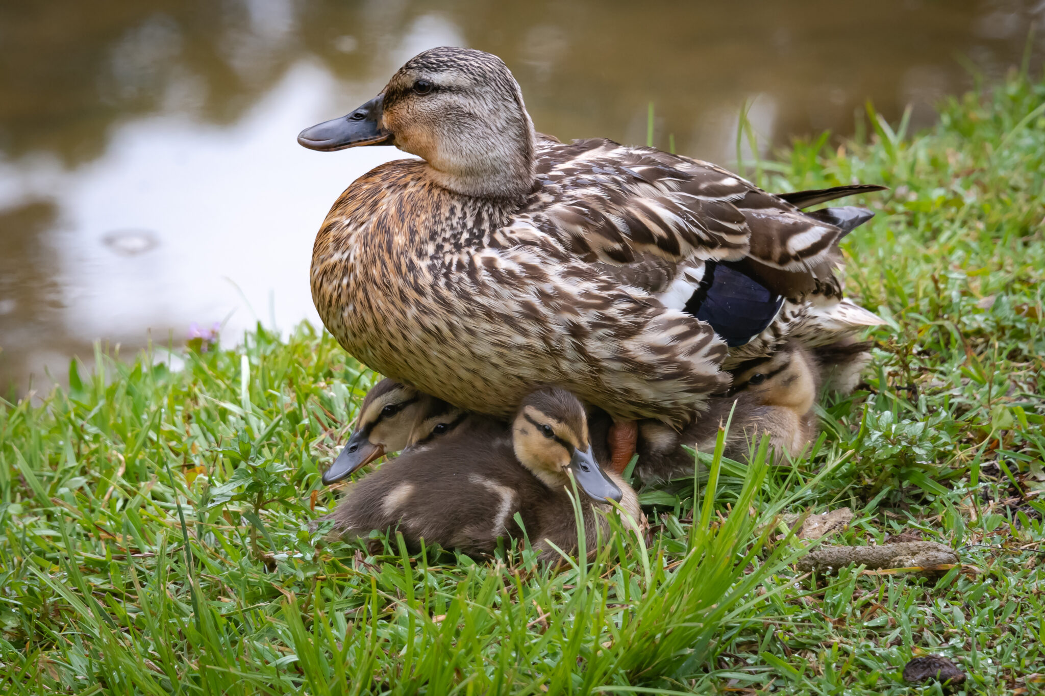 Broody Duck Mamas: Understanding Nesting Instincts - Hobby Farms