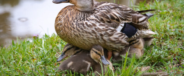 Broody Duck Mamas: Understanding Nesting Instincts - Hobby Farms