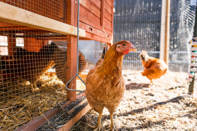 Can a Chicken Talk? Understanding Chicken Communication - Hobby Farms