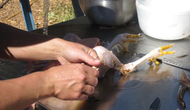 When Processing Poultry, Visual Inspections Are Critical - Hobby Farms