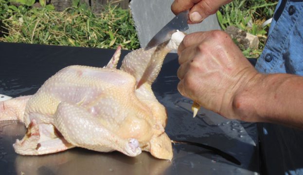 When Processing Poultry, Visual Inspections Are Critical - Hobby Farms