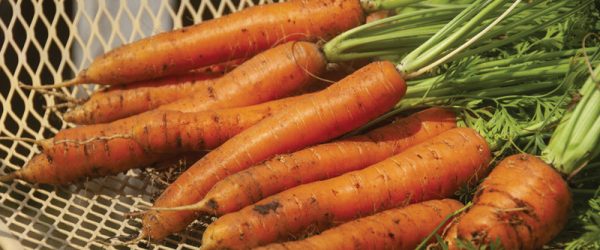 Vegetable Gardening: Quick Crops For Short-Season - Hobby Farms