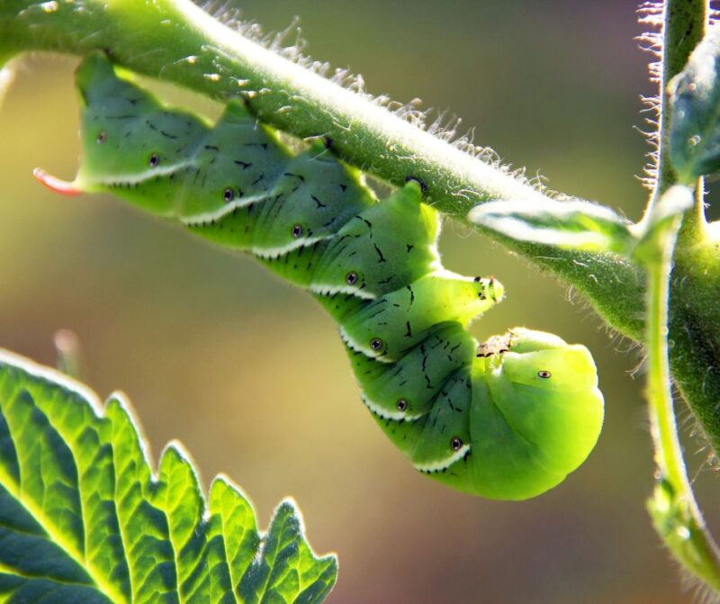 Caterpillar Identification Guide: 4 Common Species to Know