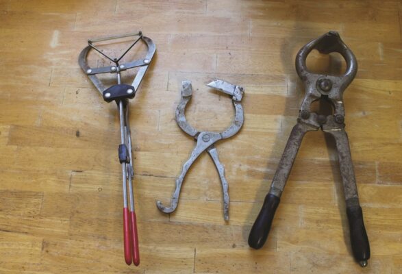 Castration for Cattle: Methods Explained - Hobby Farms