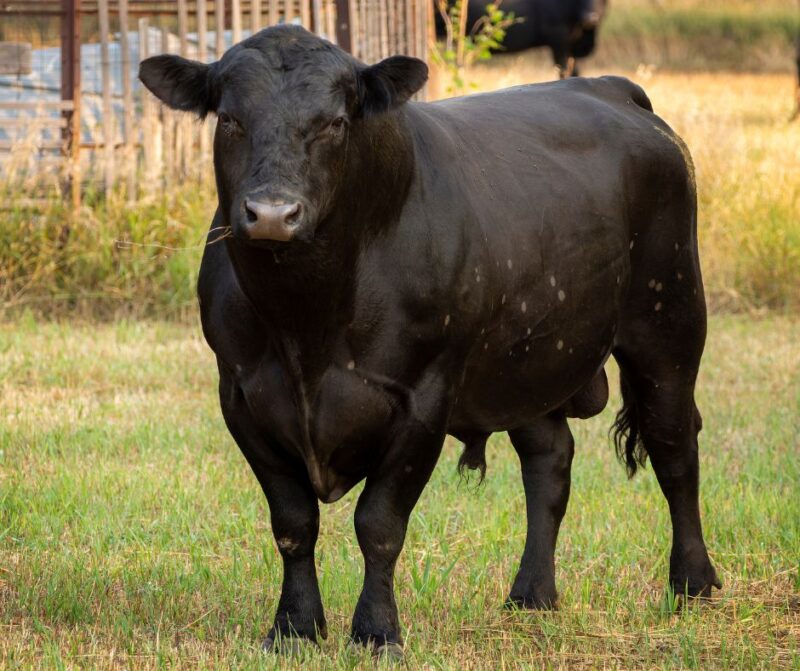 Castration for Cattle: Methods Explained - Hobby Farms