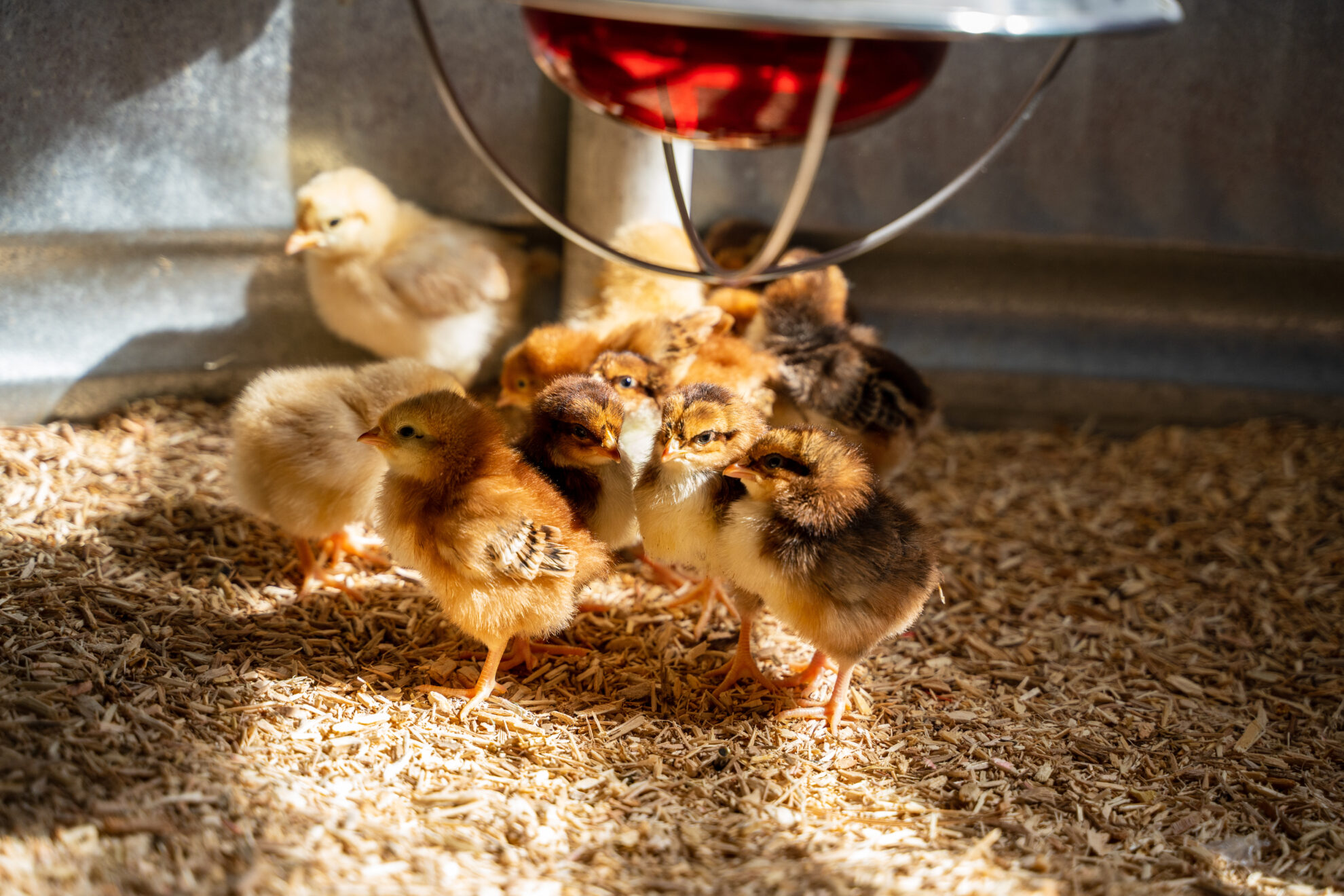 Chick Brooder Temperature: Raising Healthy Chickens - Hobby Farms