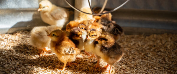Chick Brooder Temperature: Raising Healthy Chickens - Hobby Farms