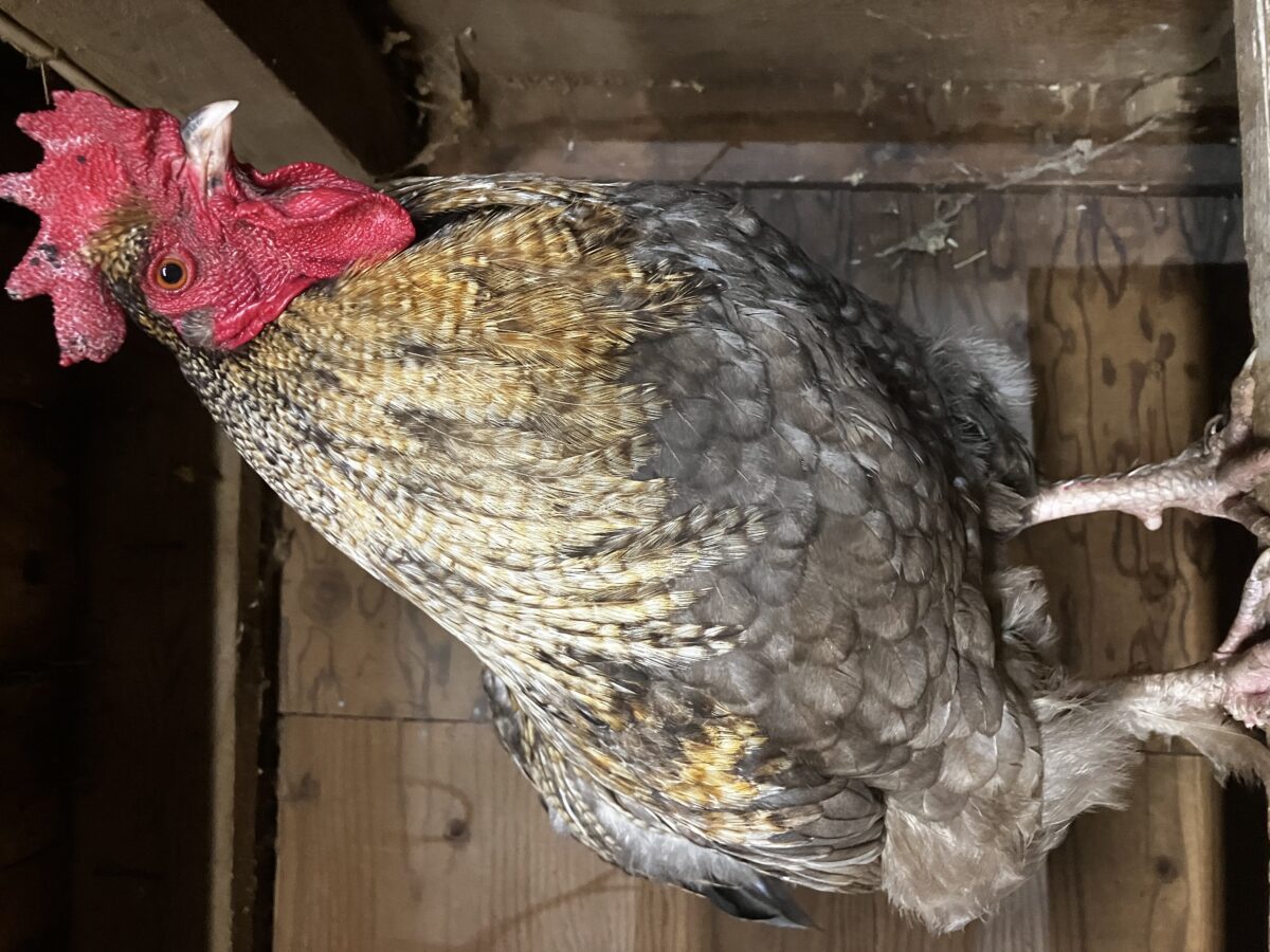 Chicken Feathers: Understanding Feather Scoring - Hobby Farms