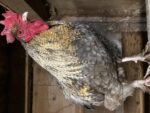 Chicken Feathers: Understanding Feather Scoring - Hobby Farms