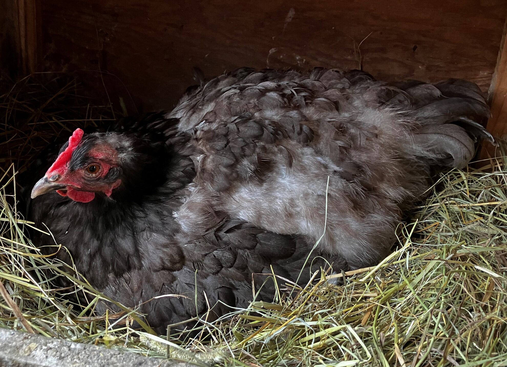 Chicken Feathers: Understanding Feather Scoring - Hobby Farms