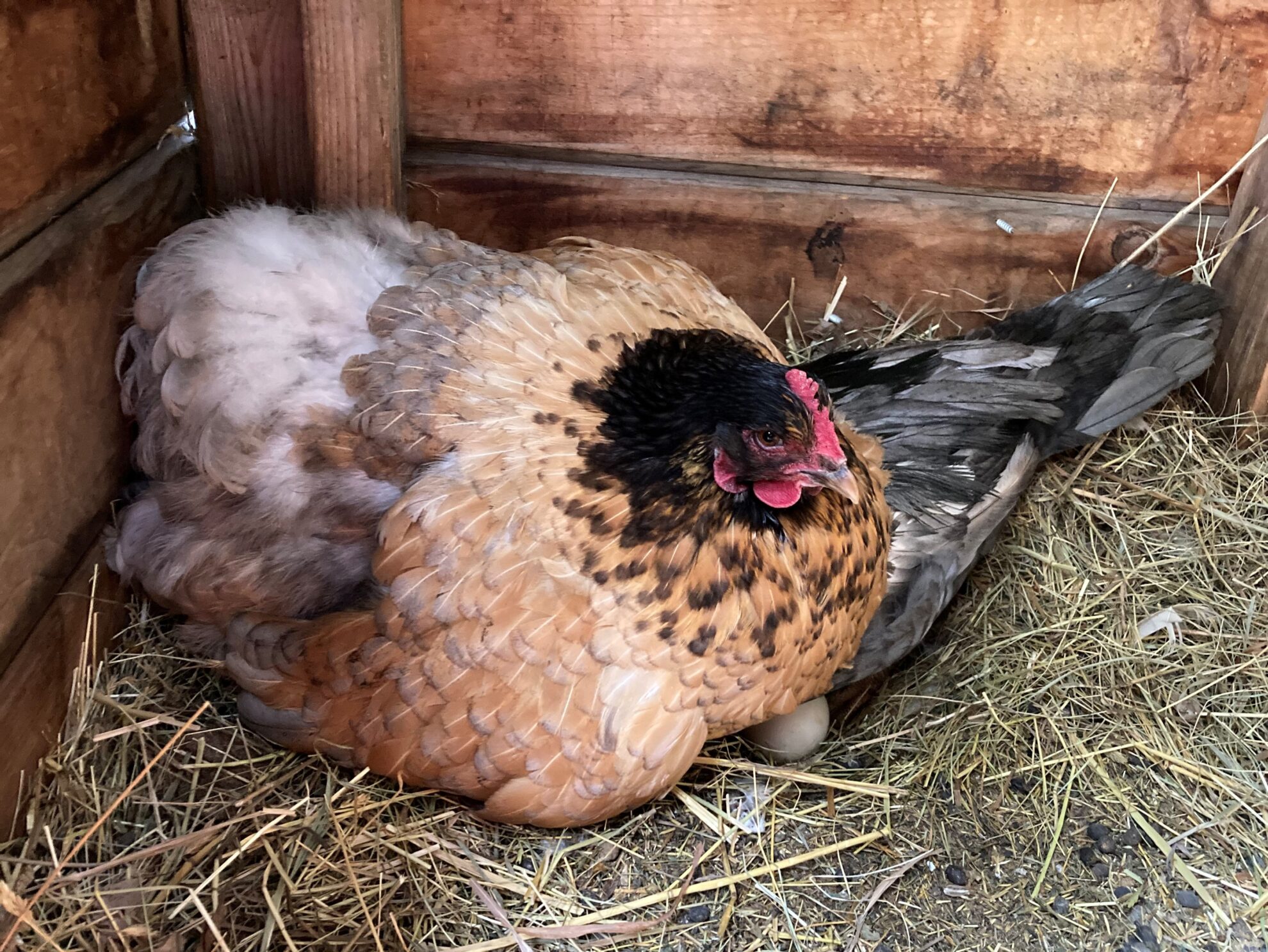 chicken feathers - Hobby Farms