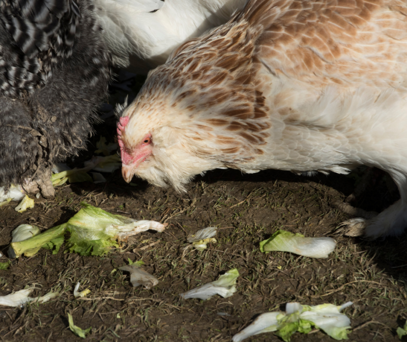 Probiotics for Chickens: Why They Are Important - Hobby Farms