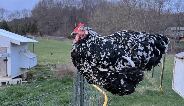 Ana Hotaling, Author at Hobby Farms