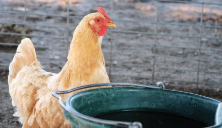Keep Birds Entertained With Fun, Tasty Chicken Treats - Hobby Farms