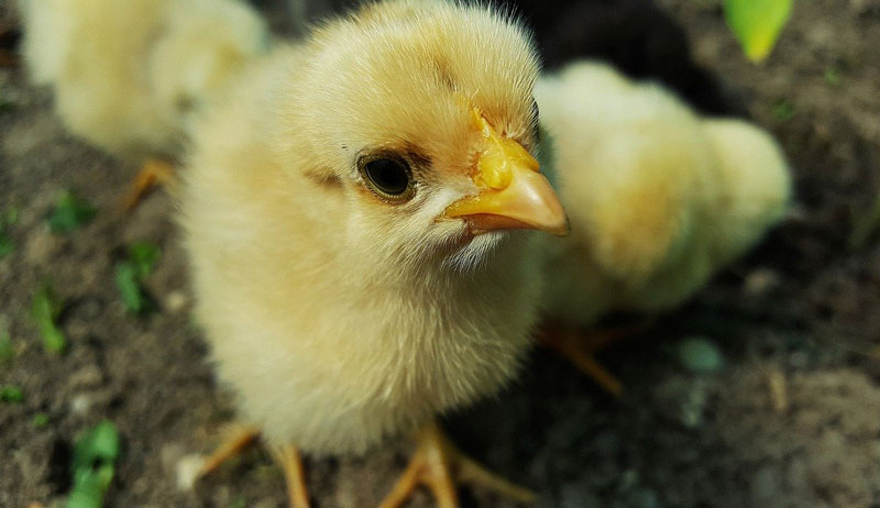 3 Common Questions About Keeping Poultry - Hobby Farms
