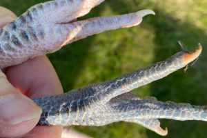 Answers To Some Common Chicken-Keeping Questions - Hobby Farms