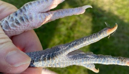 Answers To Some Common Chicken-Keeping Questions - Hobby Farms