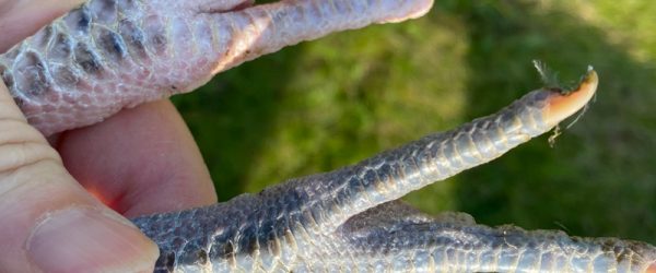 Answers To Some Common Chicken-Keeping Questions - Hobby Farms