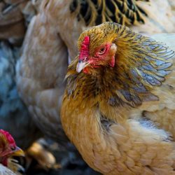 Hobby Farms | Livestock, Gardening & Homesteading