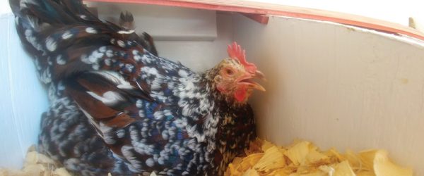 You Can Keep Chickens Comfy, No Matter The Weather - Hobby Farms