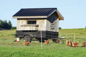Build This DIY Weasel Box To Keep Your Hens Safe - Hobby Farms