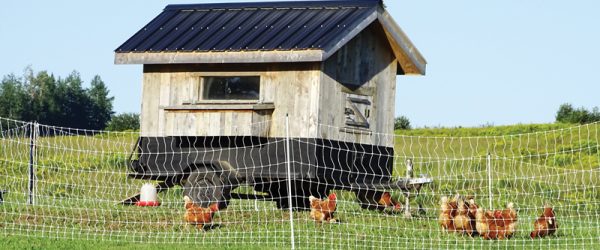 Build This DIY Weasel Box To Keep Your Hens Safe - Hobby Farms