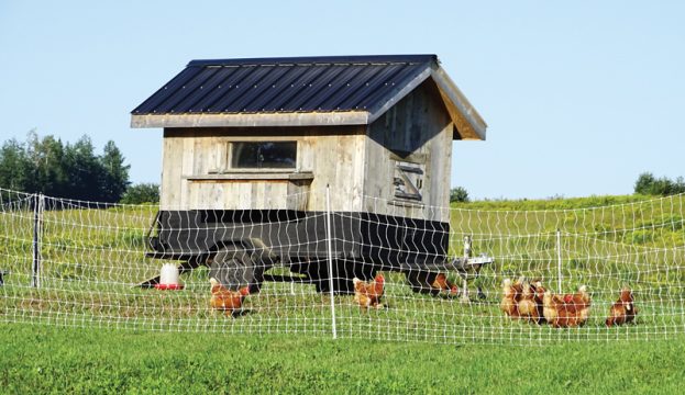 Build This DIY Weasel Box To Keep Your Hens Safe - Hobby Farms
