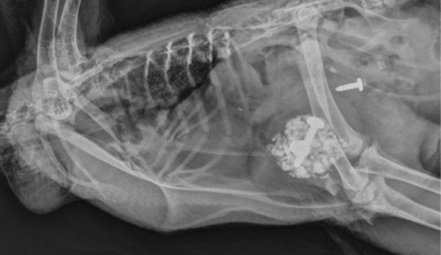 What A Chicken Eats Can Cause Health Woes & Toxicity - Hobby Farms