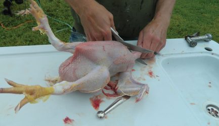 Beat Supply Shortages With Home Chicken Processing - Hobby Farms