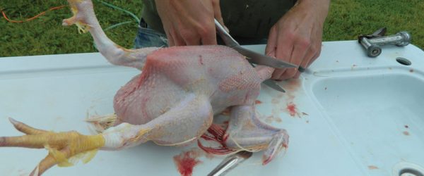Beat Supply Shortages With Home Chicken Processing - Hobby Farms