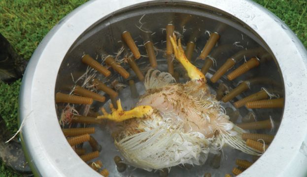 Beat Supply Shortages With Home Chicken Processing - Hobby Farms