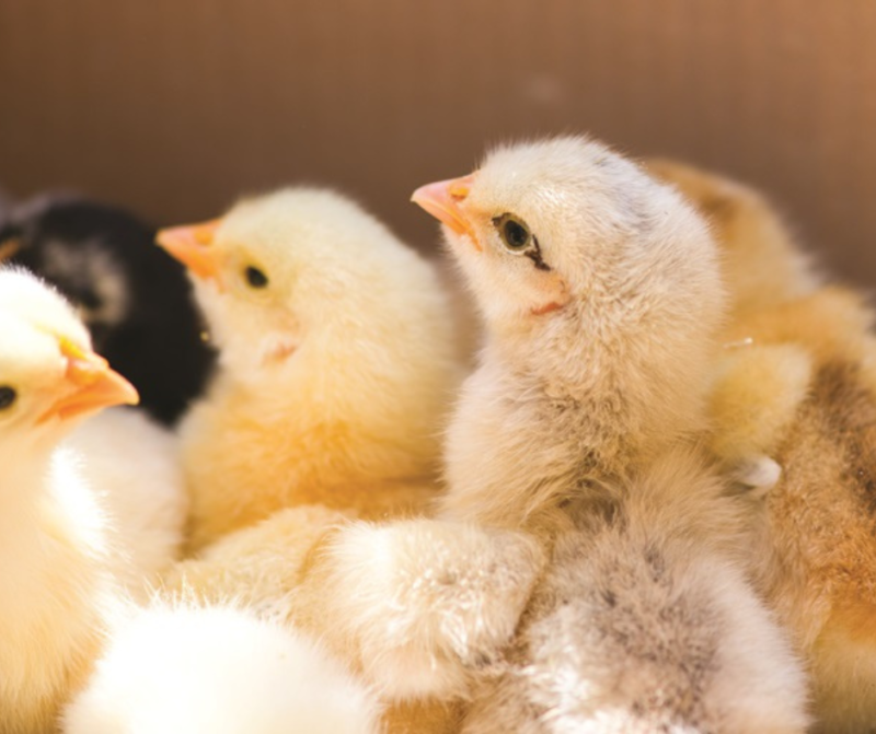 How to Add New Chickens to Your Flock - Hobby Farms