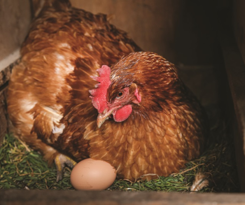 Broody Hens: 5 Types You May Encounter - Hobby Farms