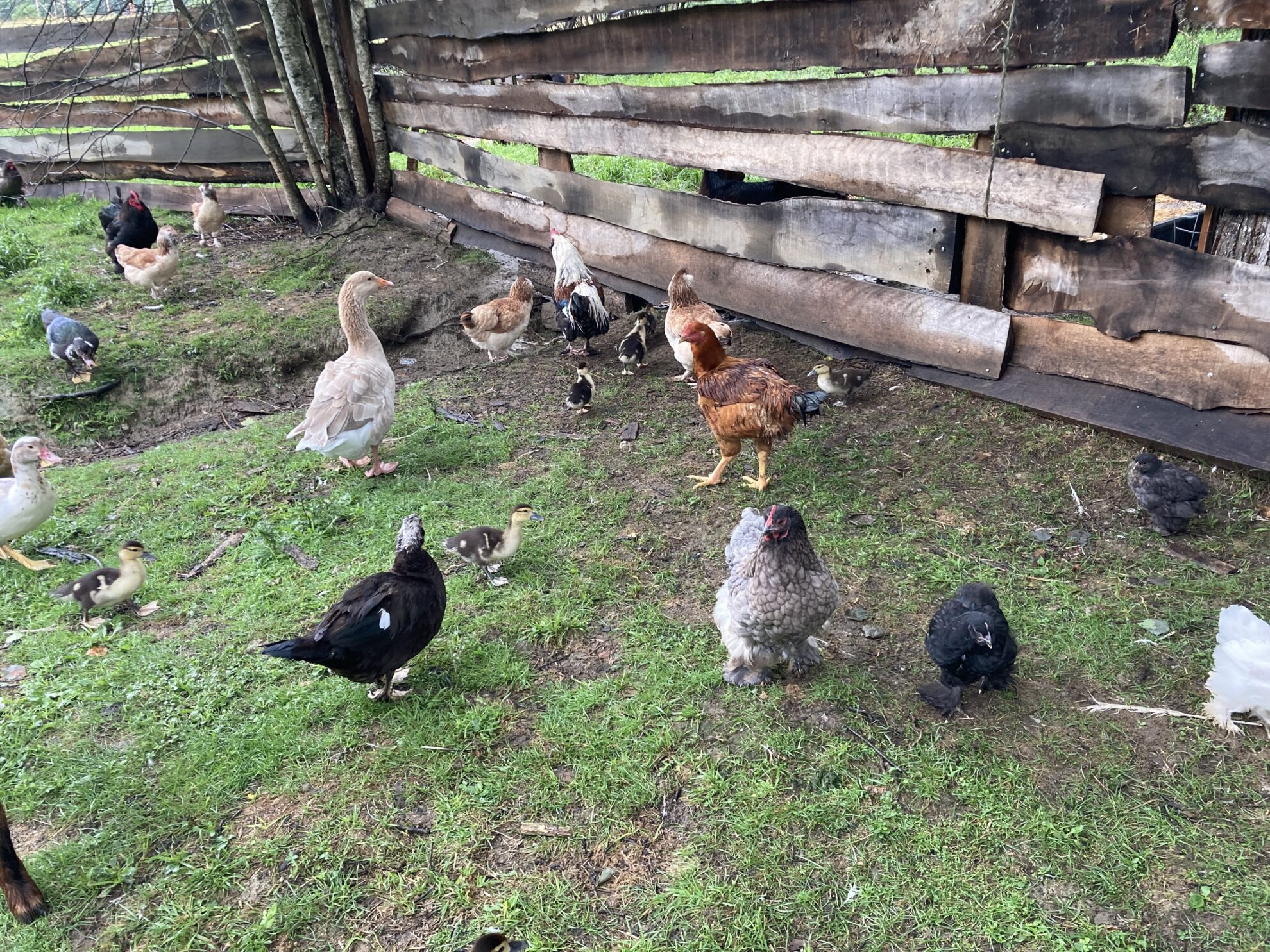 Pasture-Raised Chickens: The Effects of Outdoor Access - Hobby Farms