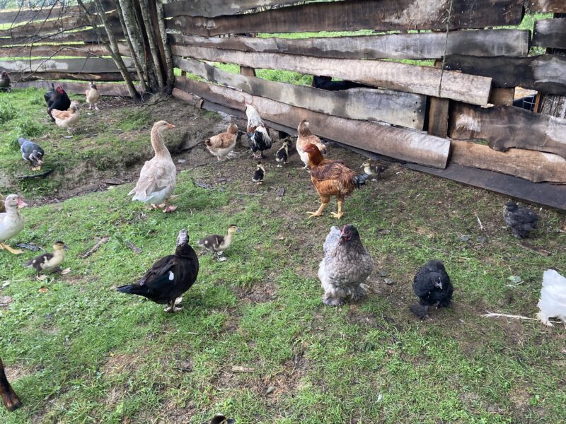 Pasture-Raised Chickens: The Effects of Outdoor Access - Hobby Farms