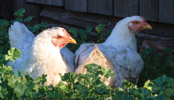 Tips For Keeping Chickens Cool In The Hot Summer Heat - Hobby Farms