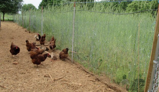 Rotating Chickens Gets Them On Pasture Without Hassle - Hobby Farms