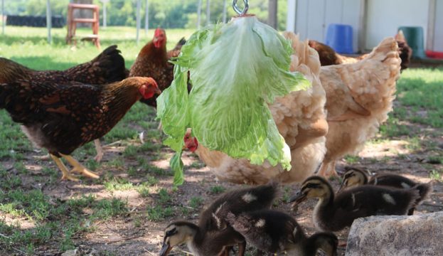 Keep Birds Entertained With Fun, Tasty Chicken Treats - Hobby Farms