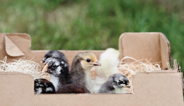 Important Chicken Math Numbers To Know - Hobby Farms
